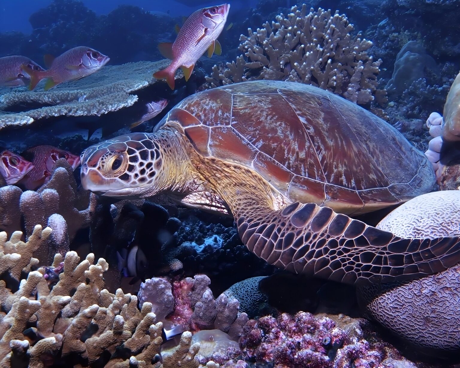 Best Philippines Diving Sites: From Beginner to Pro in 2025 Joe Philippines