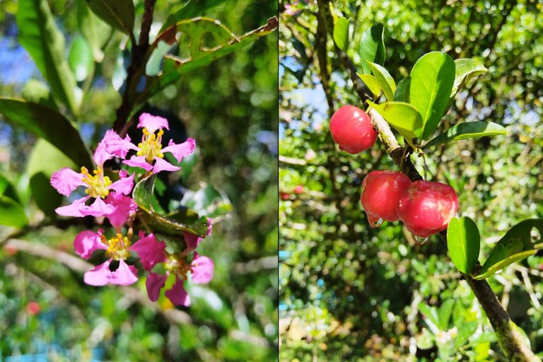 Fruit Trees of the Philippines Joe Philippines
