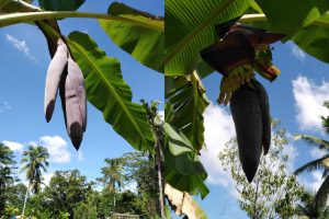 Fruit Trees of the Philippines Joe Philippines