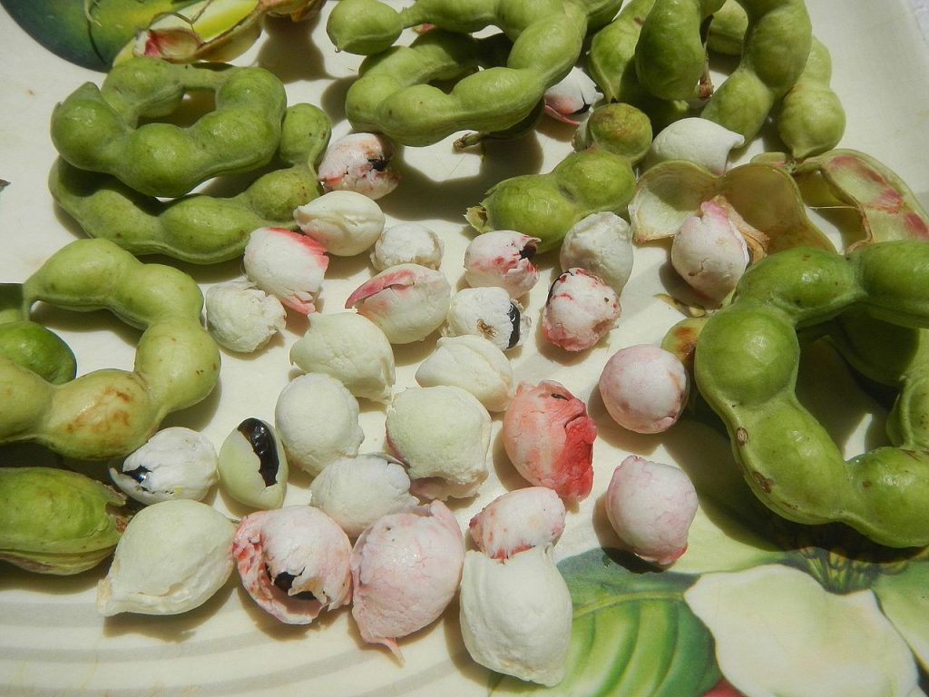 Fruit Trees of the Philippines Joe Philippines