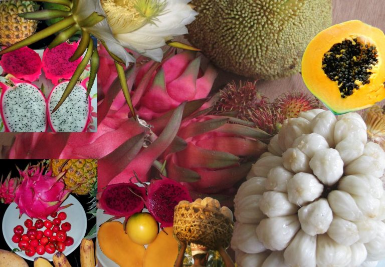 Fruit Trees of the Philippines Joe Philippines