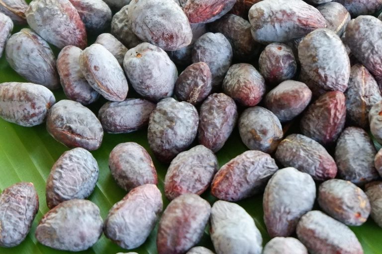 Fruit Trees of the Philippines Joe Philippines