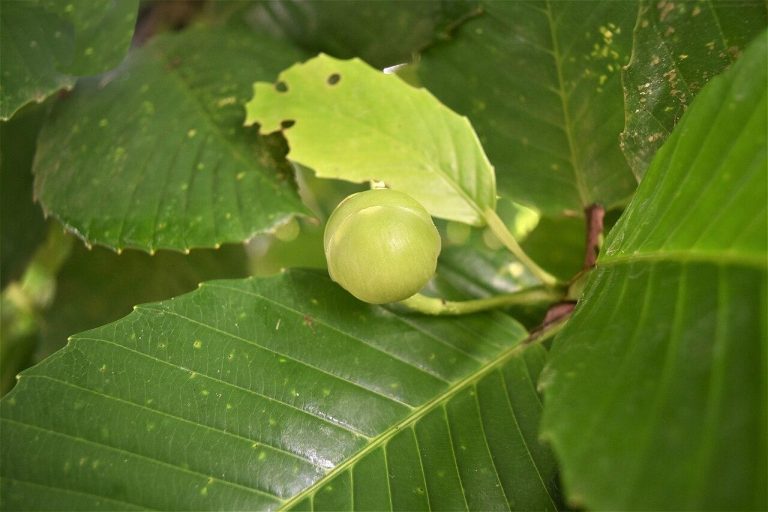Fruit Trees of the Philippines Joe Philippines