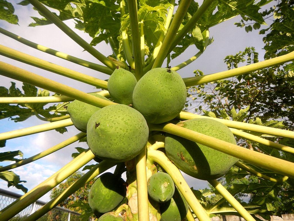 Fruit Trees of the Philippines Joe Philippines