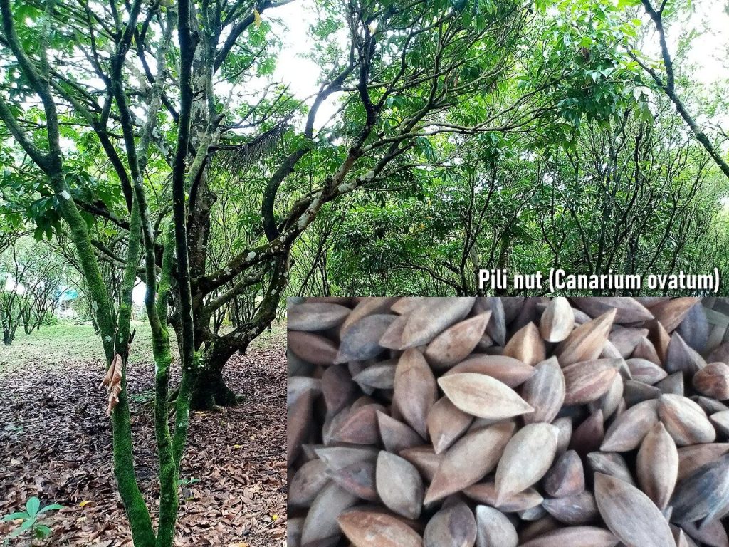Fruit Trees of the Philippines Joe Philippines