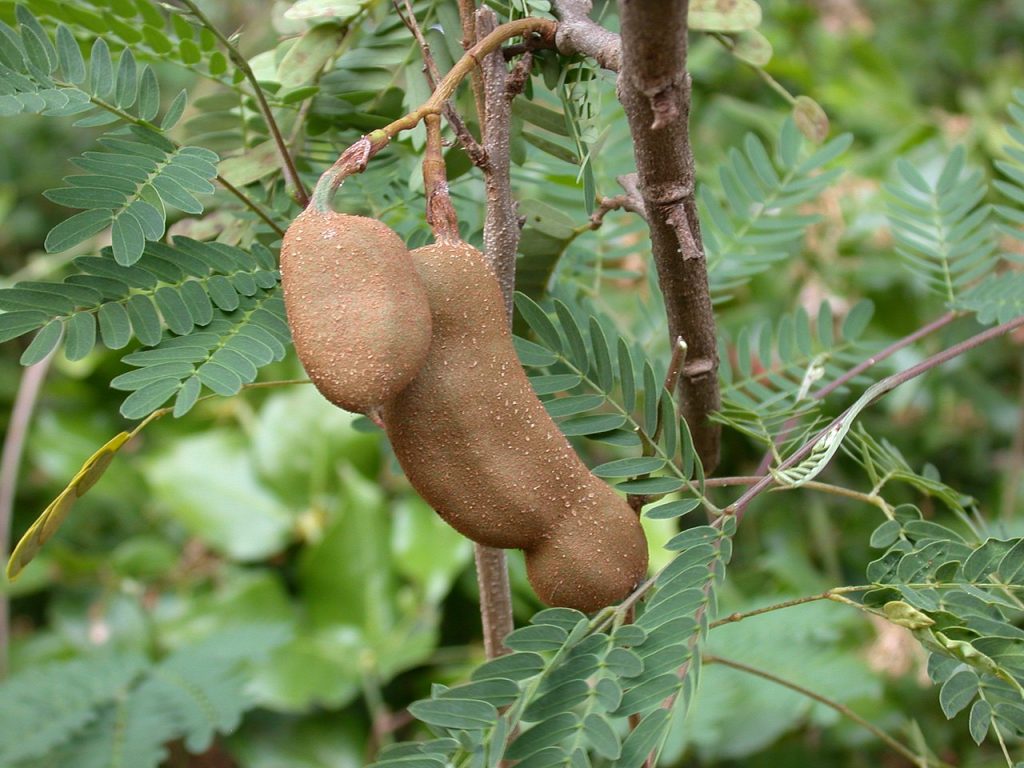 Fruit Trees of the Philippines Joe Philippines